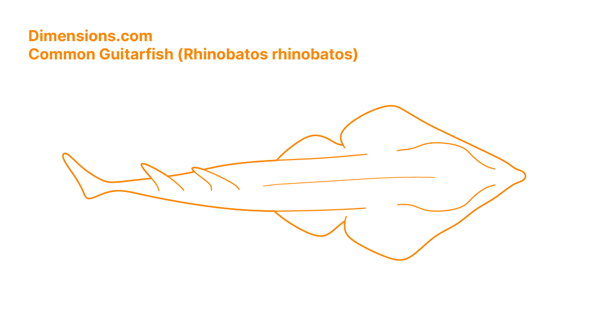 Common Guitarfish (Rhinobatos rhinobatos) Dimensions & Drawings ...