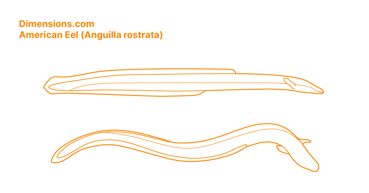 American Eel Diagram