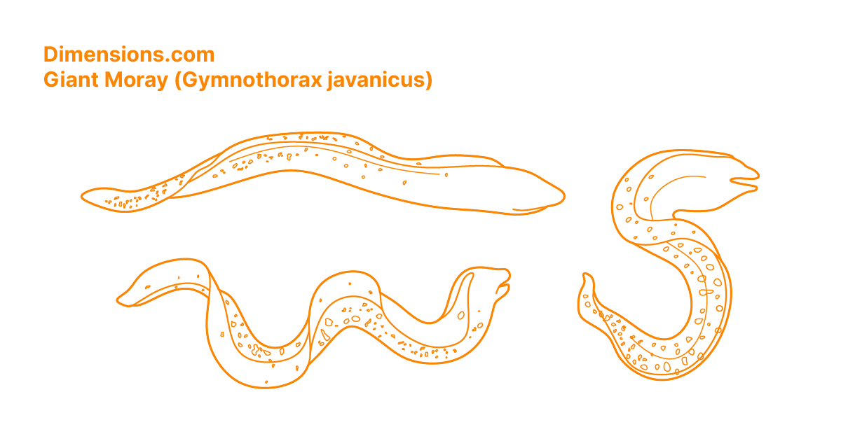 Giant Moray (Gymnothorax javanicus) Dimensions & Drawings | Dimensions.com