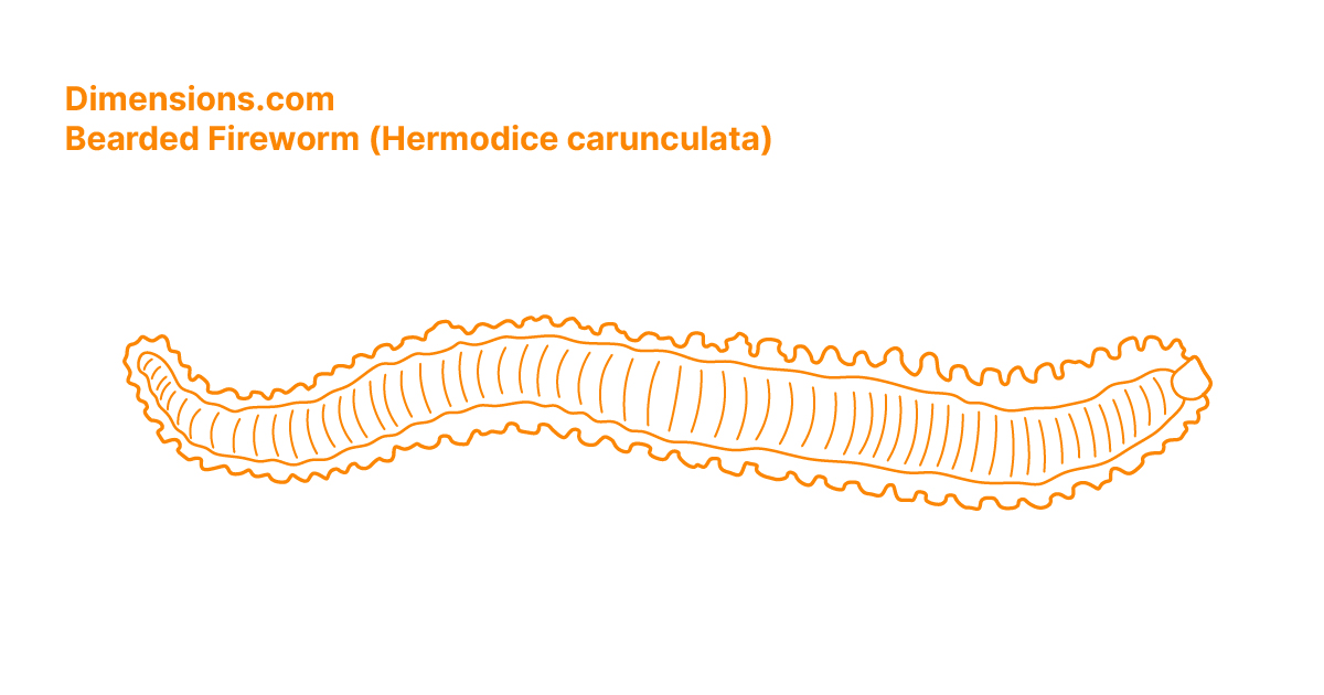 Bearded Fireworm (Hermodice carunculata) Dimensions & Drawings ...