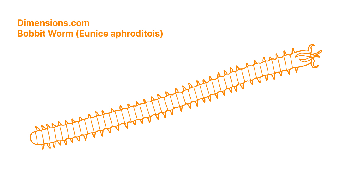 Bobbit Worm (Eunice aphroditois) Dimensions & Drawings | Dimensions.com