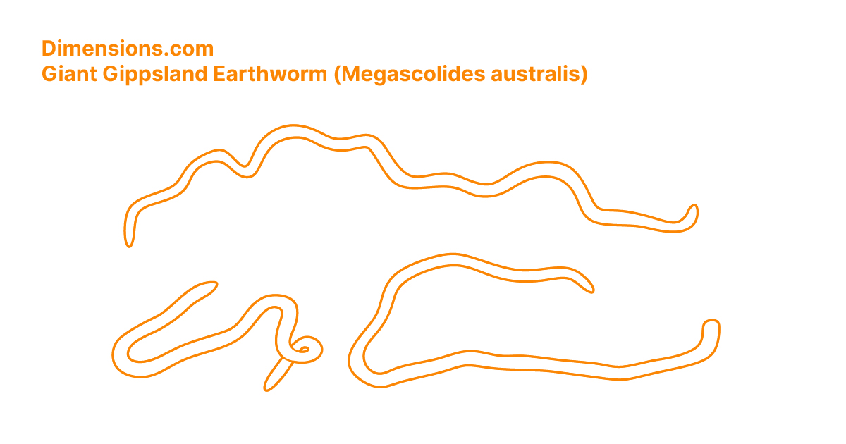 Giant Gippsland Earthworm (Megascolides australis) Dimensions ...