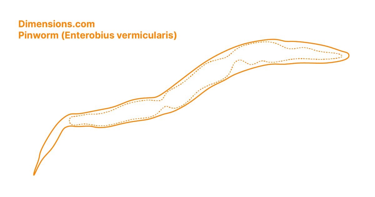 Pinworm (Enterobius vermicularis) Dimensions & Drawings | Dimensions.com