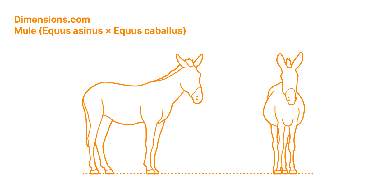 Mule (Equus asinus × Equus caballus) Dimensions & Drawings | Dimensions.com