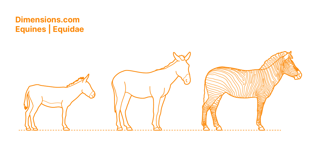 Equines | Equidae Dimensions & Drawings | Dimensions.com