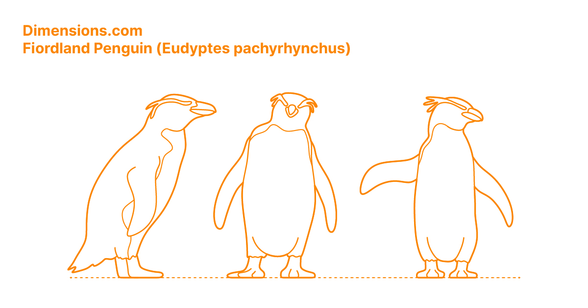 Fiordland Penguin (Eudyptes pachyrhynchus) Dimensions & Drawings ...