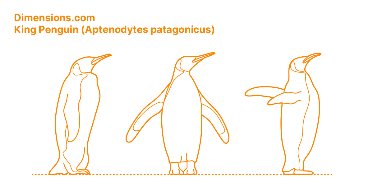 King Penguin (Aptenodytes patagonicus) Dimensions & Drawings ...