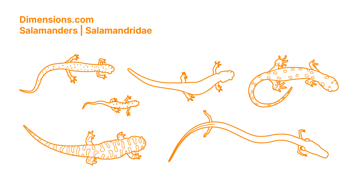 Salamanders | Salamandridae Dimensions & Drawings | Dimensions.com
