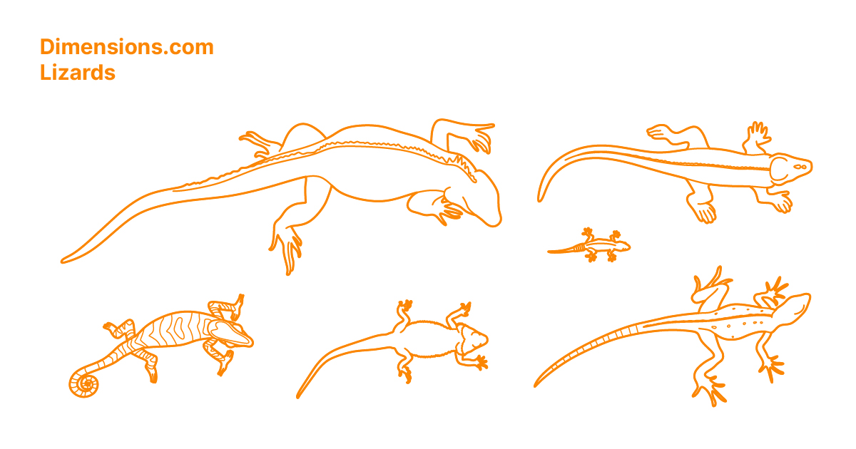 Lizards Dimensions & Drawings | Dimensions.com