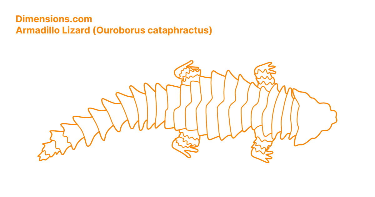 Armadillo Lizard (Ouroborus cataphractus) Dimensions & Drawings ...