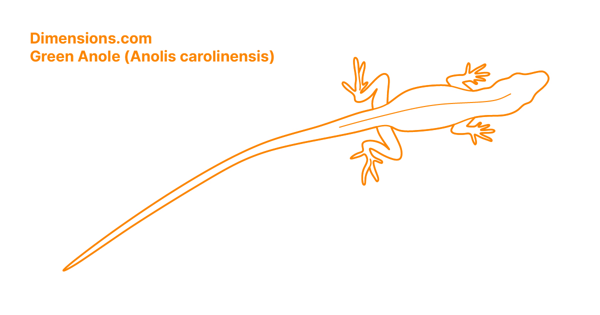 Green Anole (Anolis carolinensis) Dimensions & Drawings | Dimensions.com