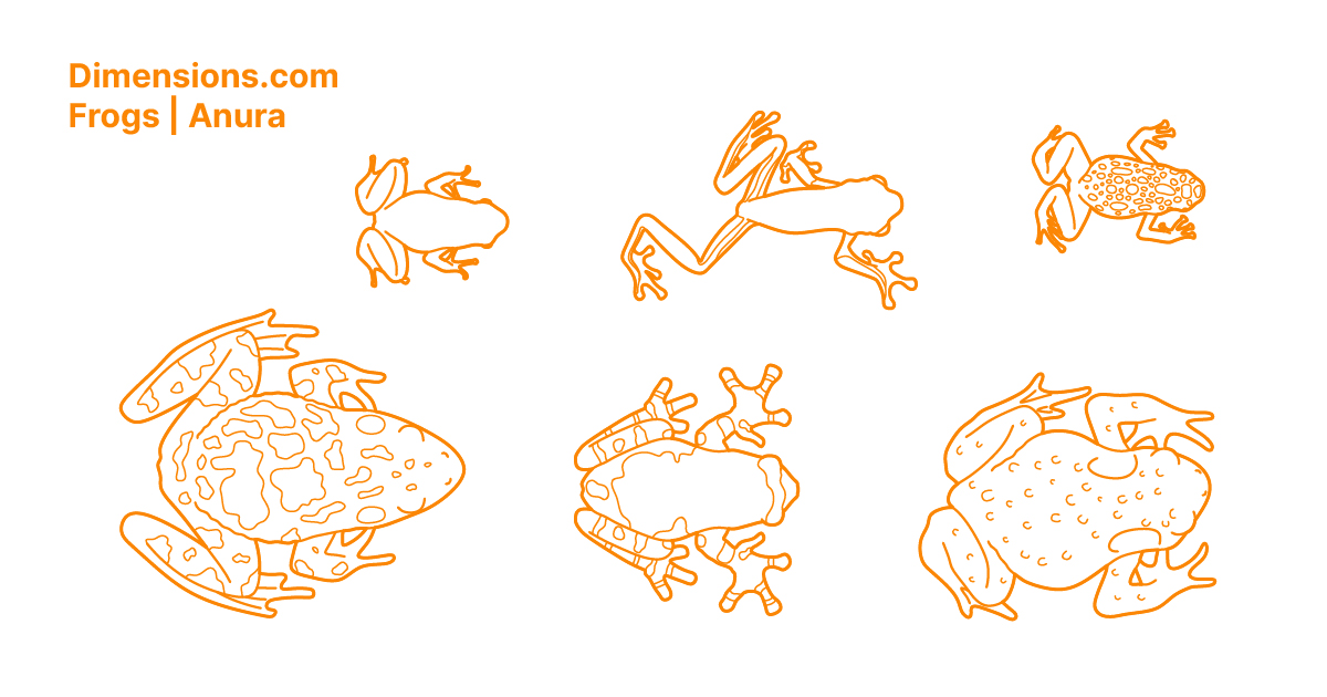 Frogs | Anura Dimensions & Drawings | Dimensions.com