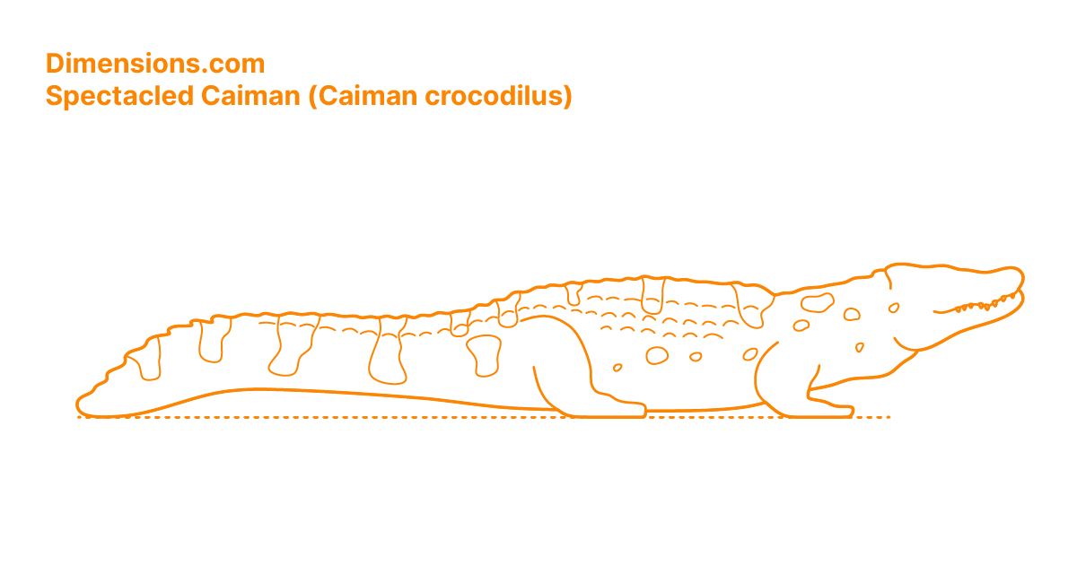 Spectacled Caiman (Caiman crocodilus) Dimensions & Drawings ...