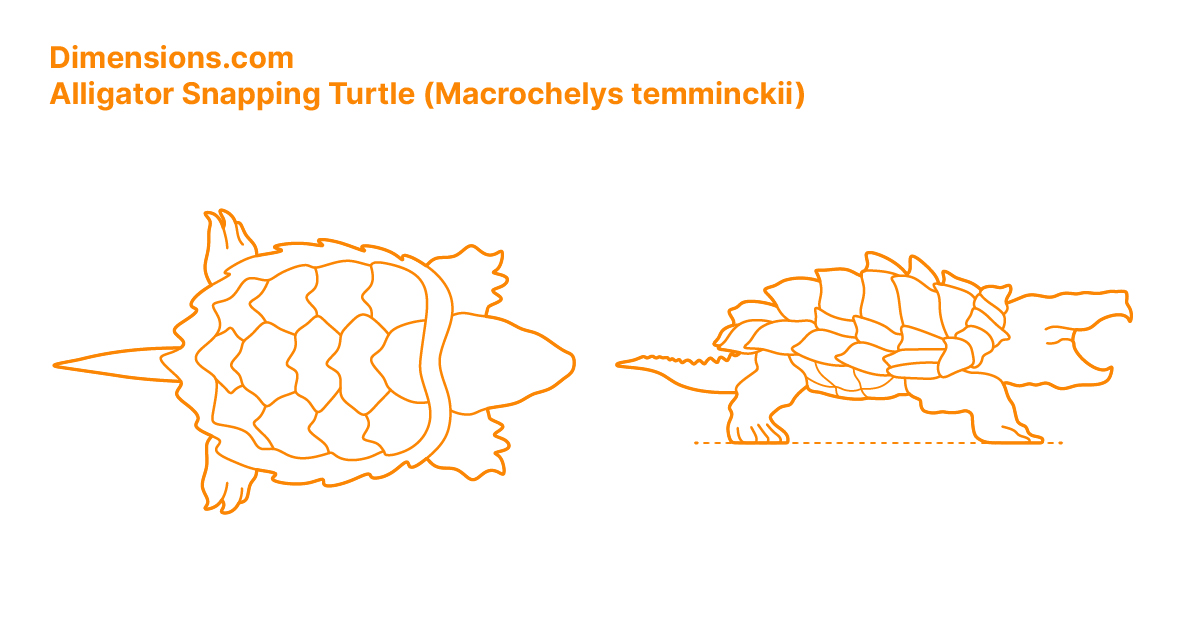 Snapping Turtle Drawing For Kids Alligator Snapping Turtles By