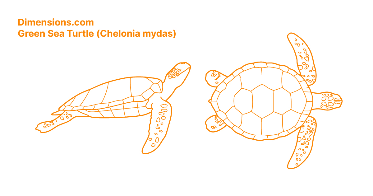 Sea Turtle Drawing Top View
