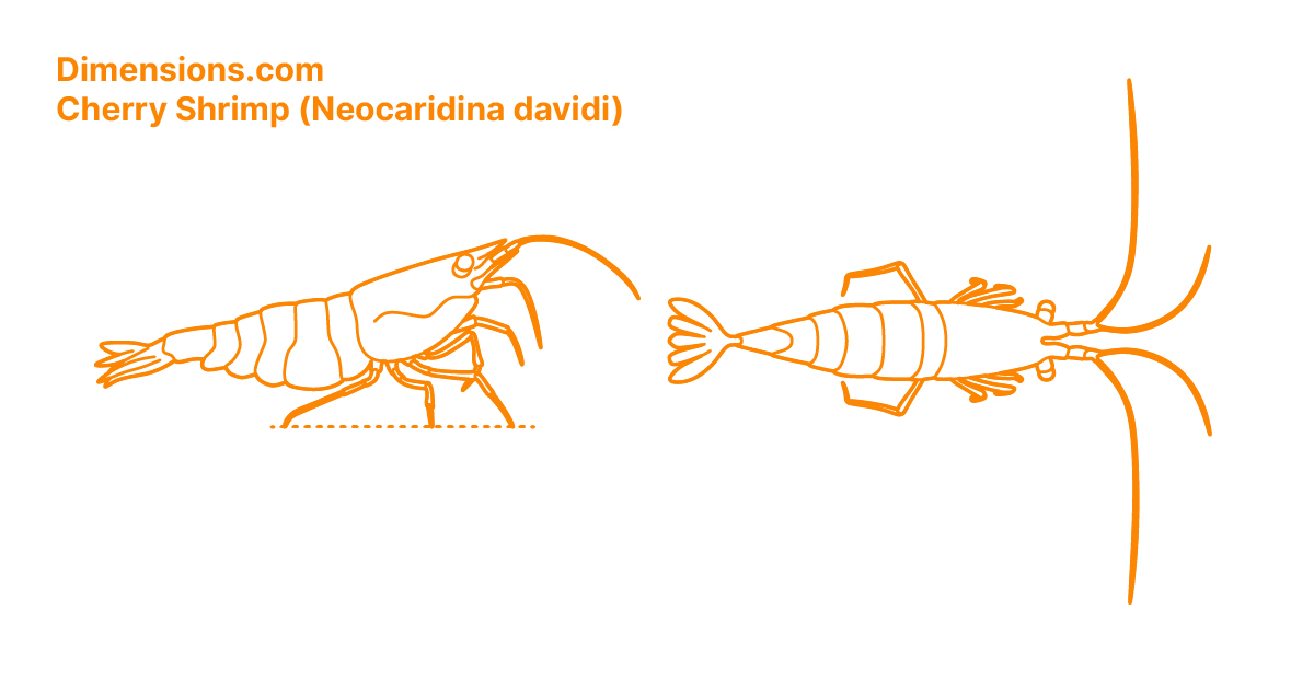 Cherry Shrimp (Neocaridina davidi) Dimensions & Drawings | Dimensions.com
