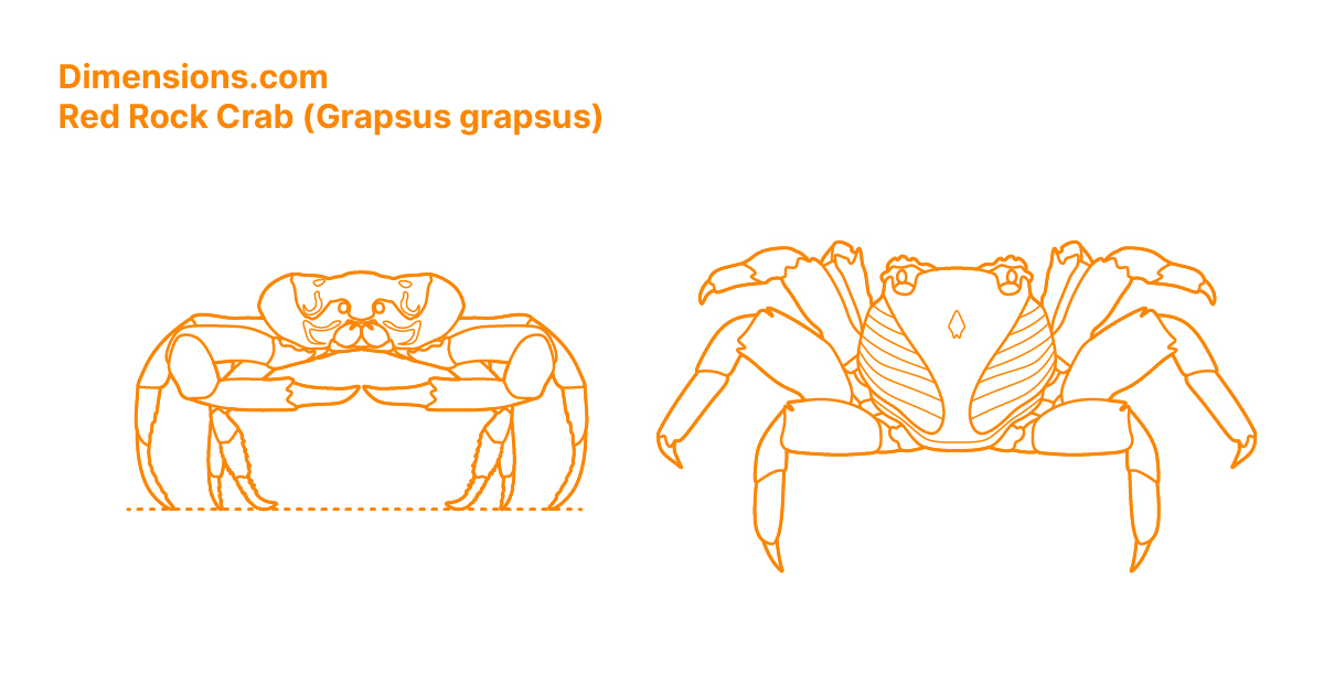 Red Rock Crab (Grapsus grapsus) Dimensions & Drawings | Dimensions.com