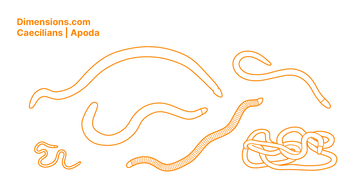 Caecilians | Apoda Dimensions & Drawings | Dimensions.com