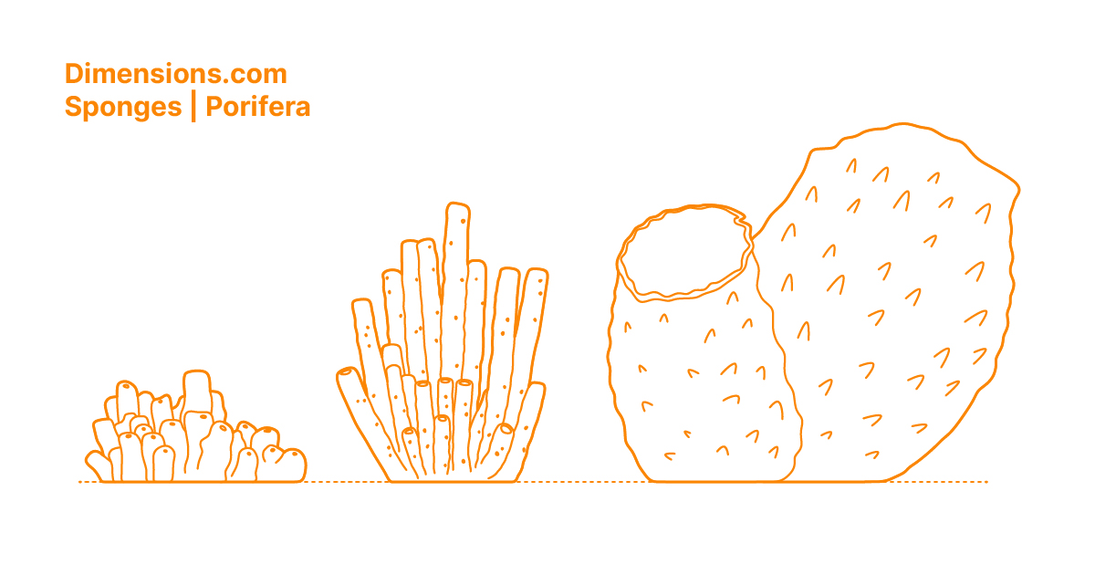 Sponges | Porifera Dimensions & Drawings | Dimensions.com