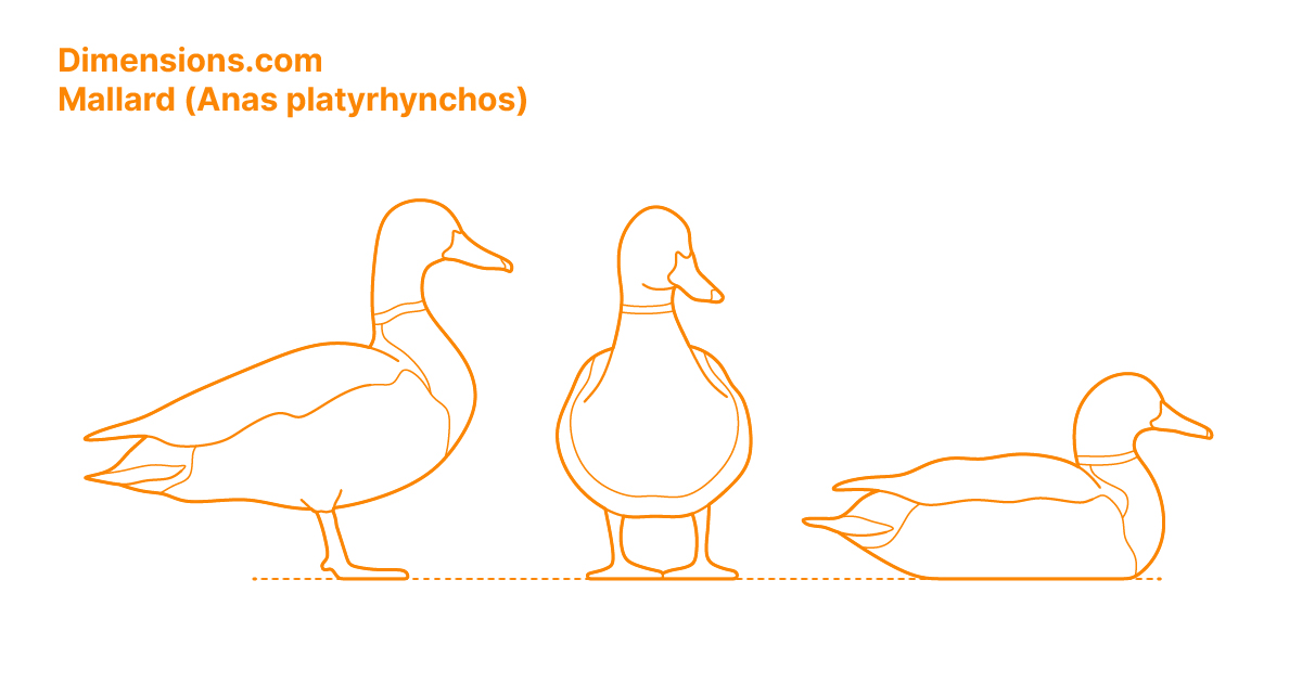 Mallard (Anas platyrhynchos) Dimensions & Drawings | Dimensions.com