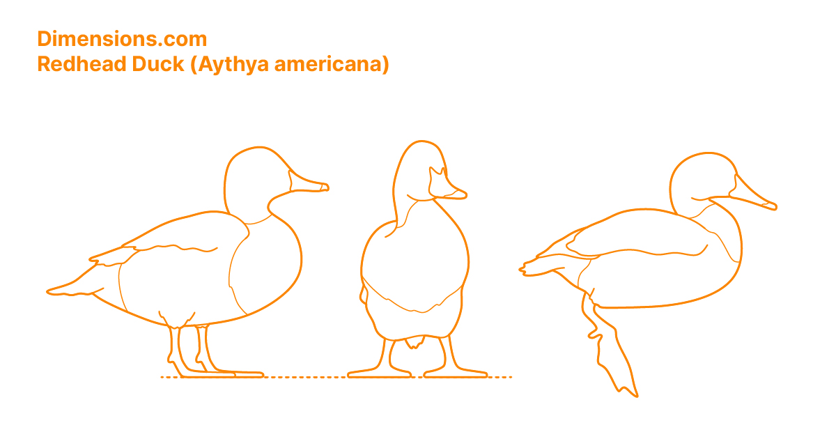 Redhead Duck (Aythya americana) Dimensions & Drawings | Dimensions.com