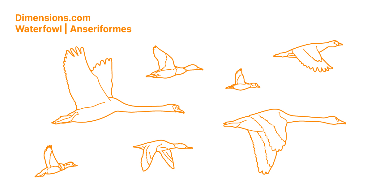 Waterfowl | Anseriformes Dimensions & Drawings | Dimensions.com