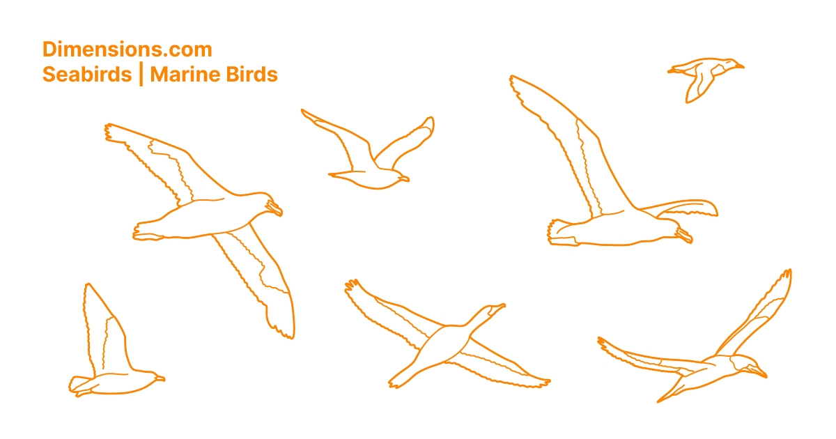 Seabirds | Marine Birds Dimensions & Drawings | Dimensions.com