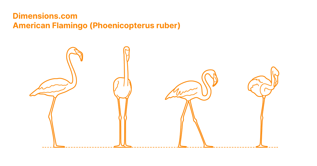 American Flamingo (Phoenicopterus ruber) Dimensions & Drawings ...