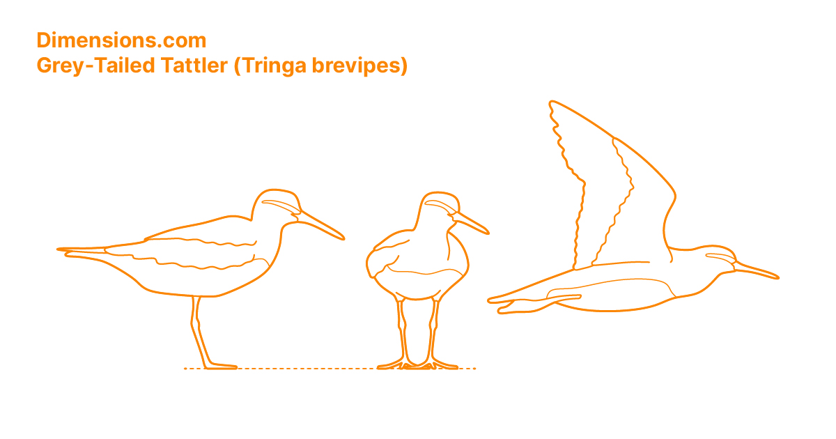 Grey-Tailed Tattler (Tringa brevipes) Dimensions & Drawings ...