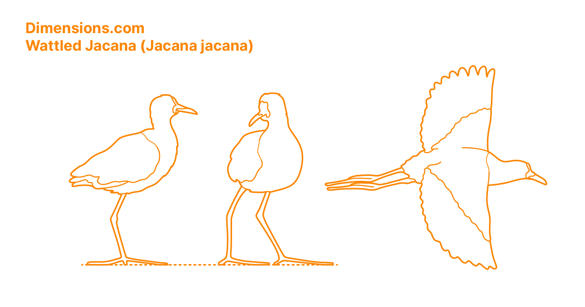 Wattled Jacana (Jacana jacana) Dimensions & Drawings | Dimensions.com