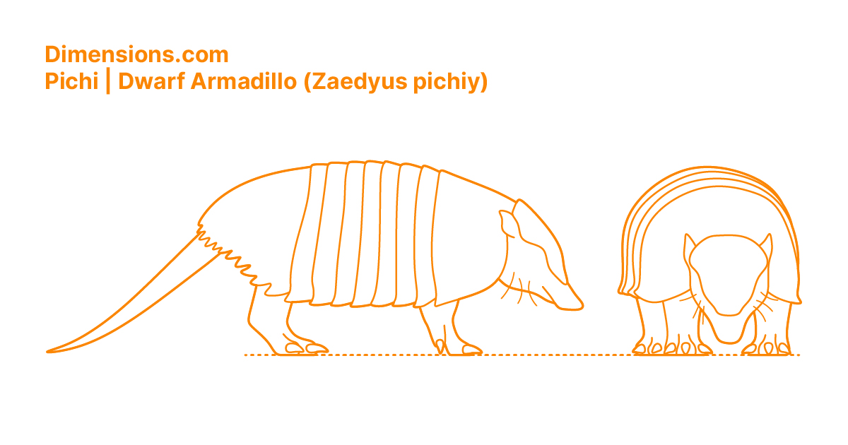 Pichi | Dwarf Armadillo (Zaedyus pichiy) Dimensions & Drawings ...
