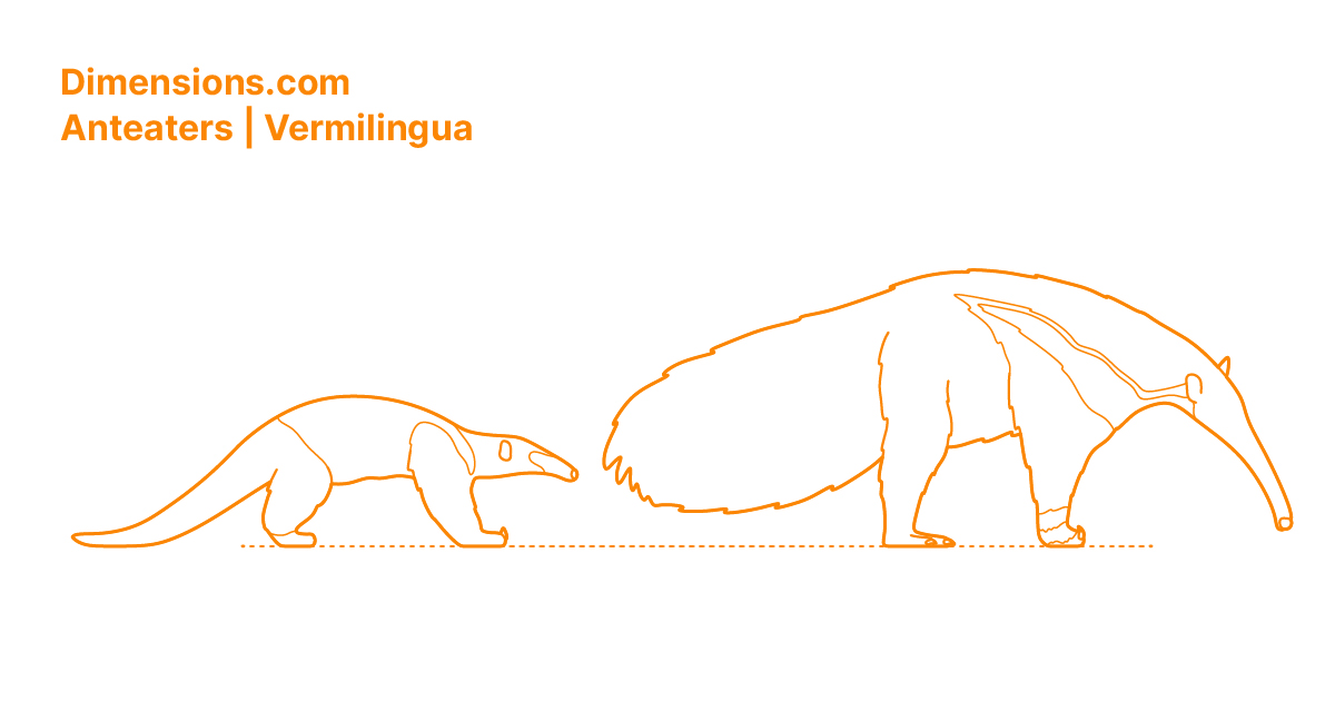 Anteaters | Vermilingua Dimensions & Drawings | Dimensions.com