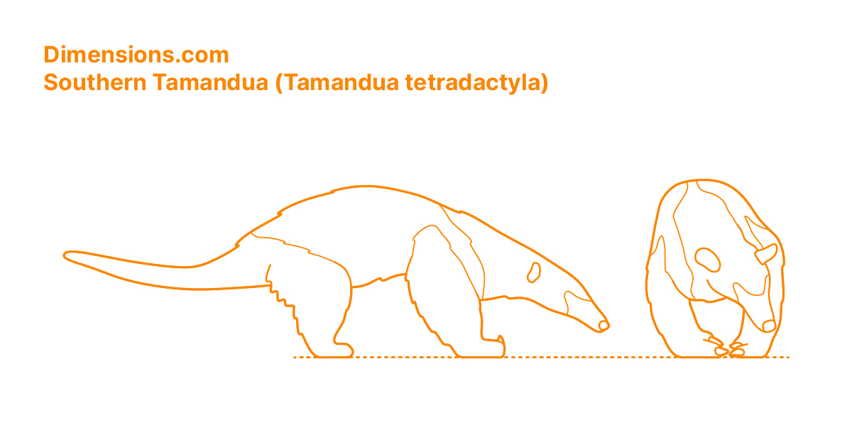 Southern Tamandua (Tamandua tetradactyla) Dimensions & Drawings ...