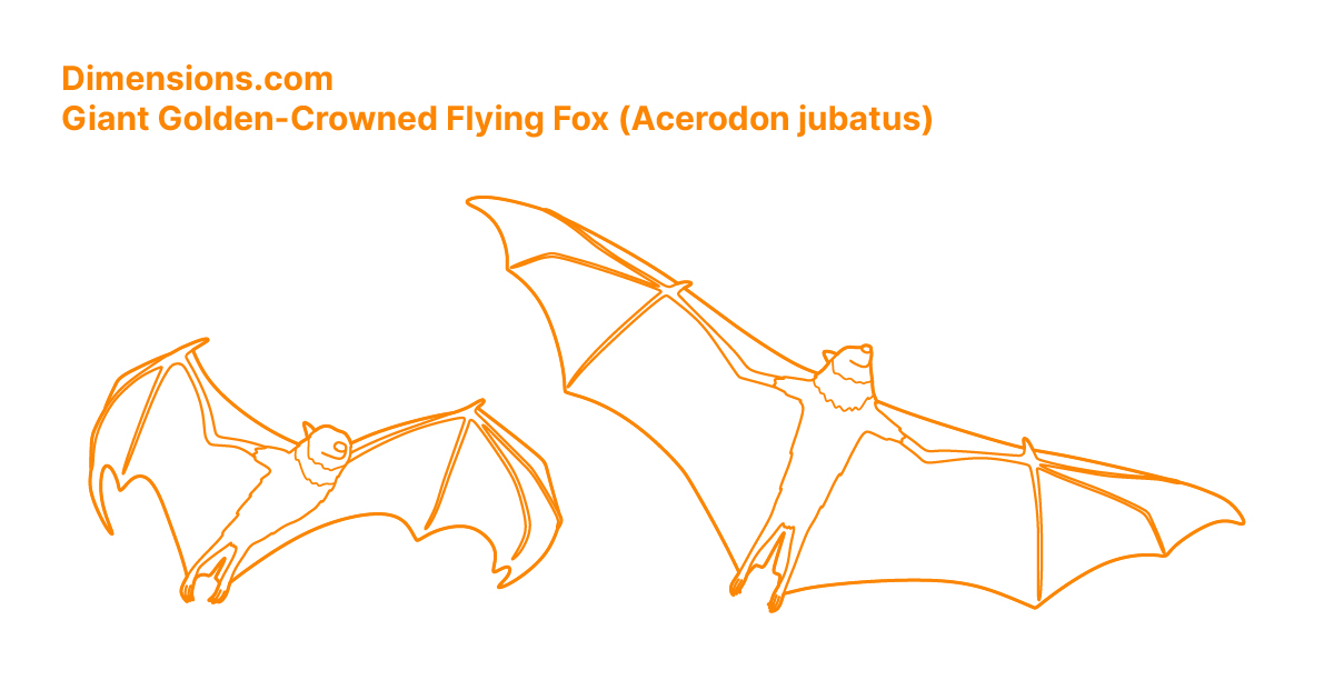 Giant Golden-Crowned Flying Fox (Acerodon jubatus) Dimensions ...