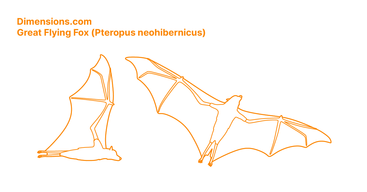 Great Flying Fox (Pteropus neohibernicus) Dimensions & Drawings ...