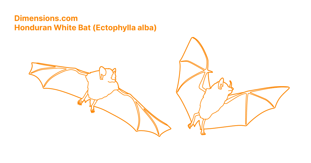 Honduran White Bat (Ectophylla alba) Dimensions & Drawings | Dimensions.com