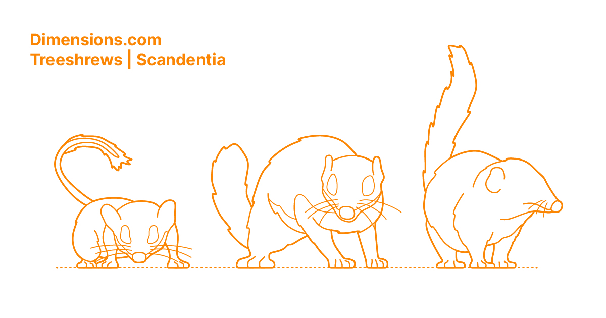 Treeshrews | Scandentia Dimensions & Drawings | Dimensions.com