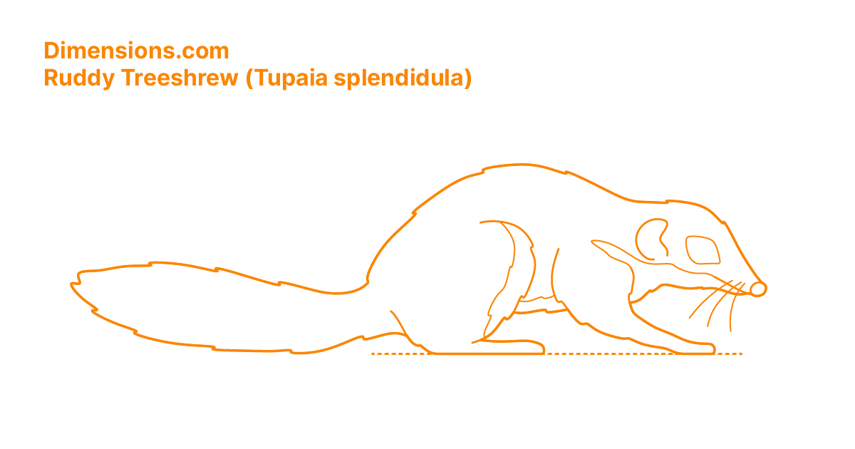 Ruddy Treeshrew (Tupaia splendidula) Dimensions & Drawings | Dimensions.com