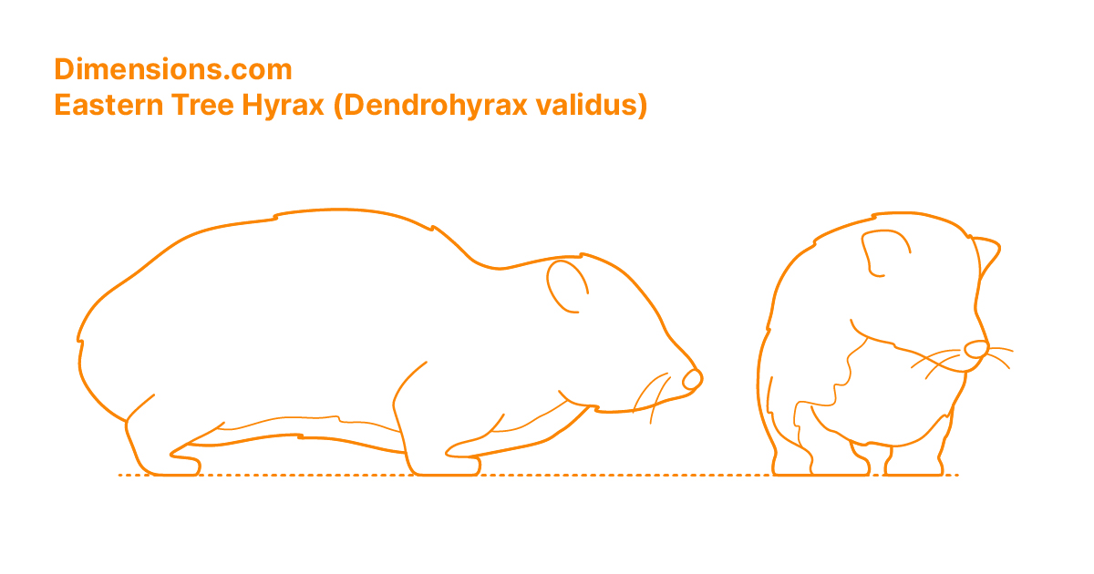 Eastern Tree Hyrax (Dendrohyrax validus) Dimensions & Drawings ...