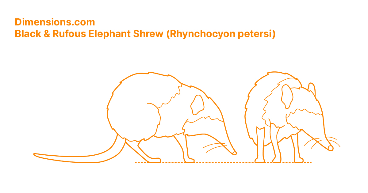 Black & Rufous Elephant Shrew (Rhynchocyon petersi) Dimensions ...