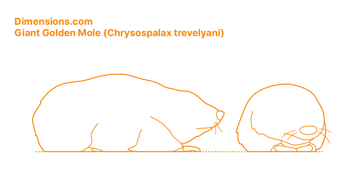 Giant Golden Mole (Chrysospalax trevelyani) Dimensions & Drawings ...