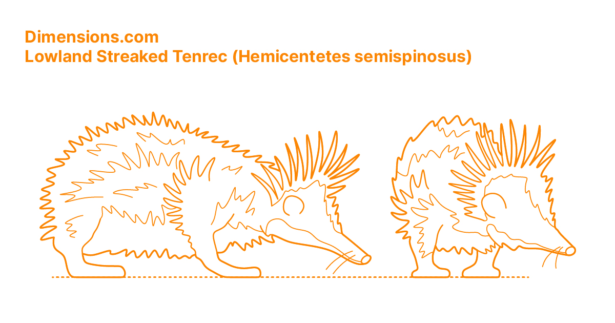 Lowland Streaked Tenrec (Hemicentetes semispinosus) Dimensions ...