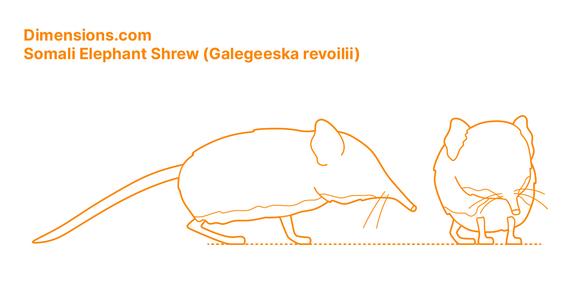 Somali Elephant Shrew (Galegeeska revoilii) Dimensions & Drawings ...