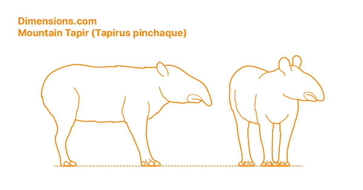 Mountain Tapir (Tapirus pinchaque) Dimensions & Drawings | Dimensions.com