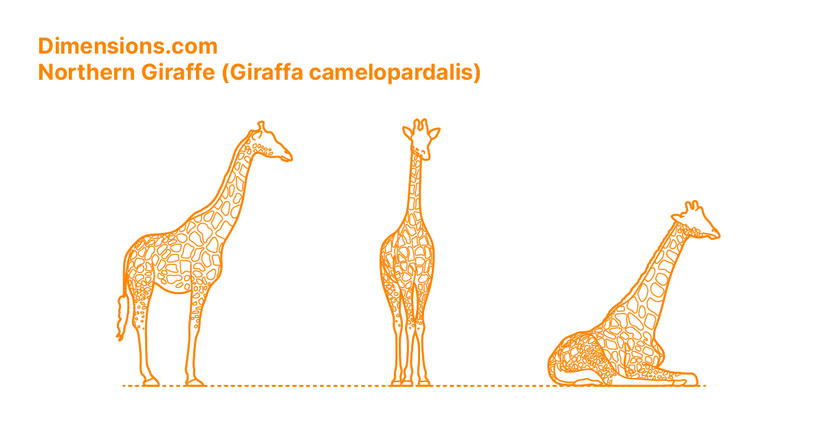 Northern Giraffe (Giraffa camelopardalis) Dimensions & Drawings ...
