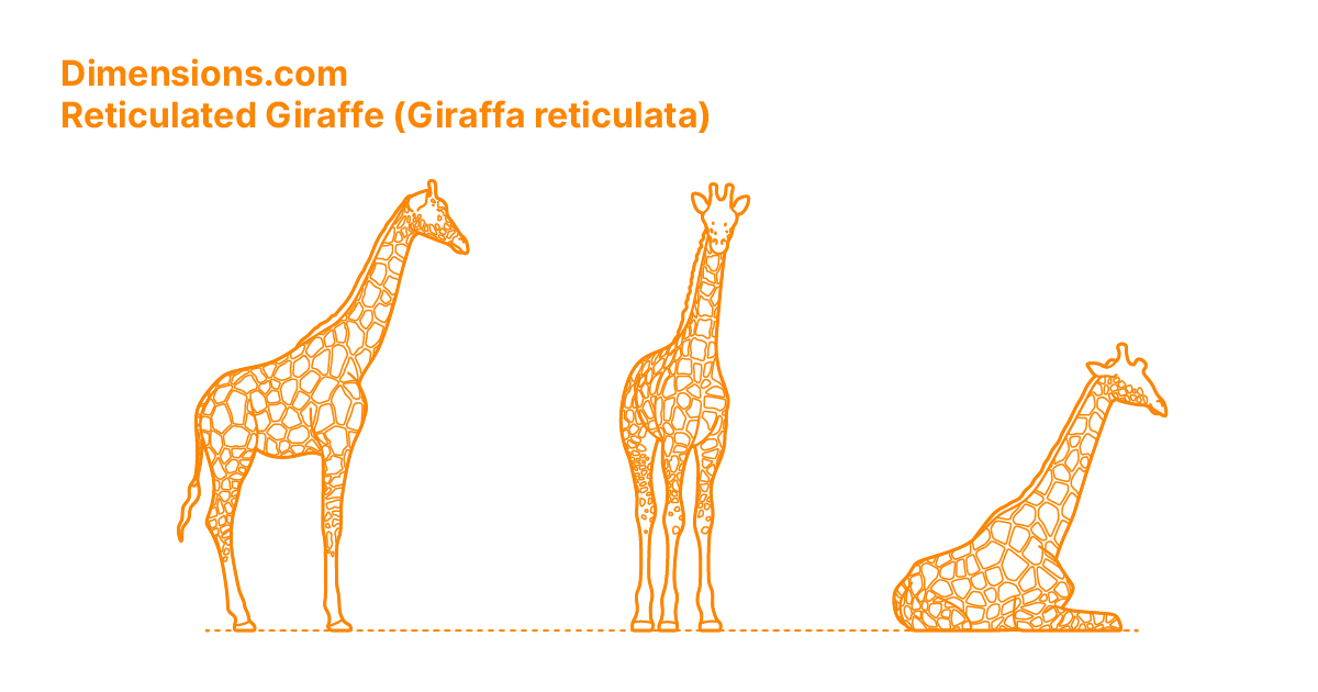Reticulated Giraffe (Giraffa reticulata) Dimensions & Drawings ...