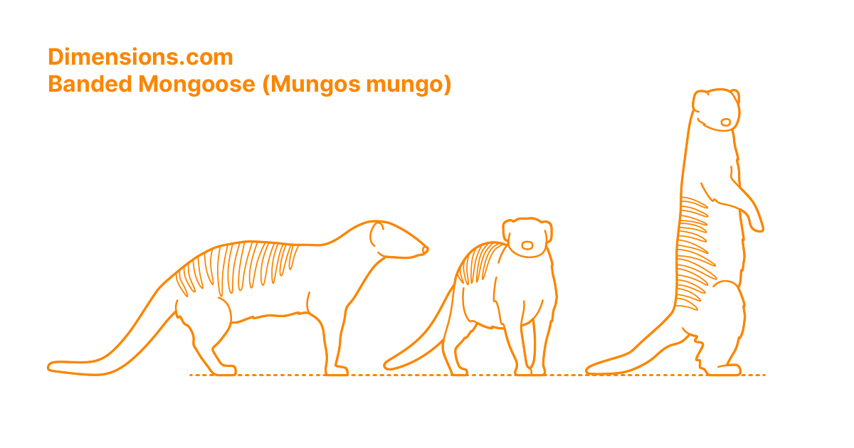 Banded Mongoose (Mungos mungo) Dimensions & Drawings | Dimensions.com