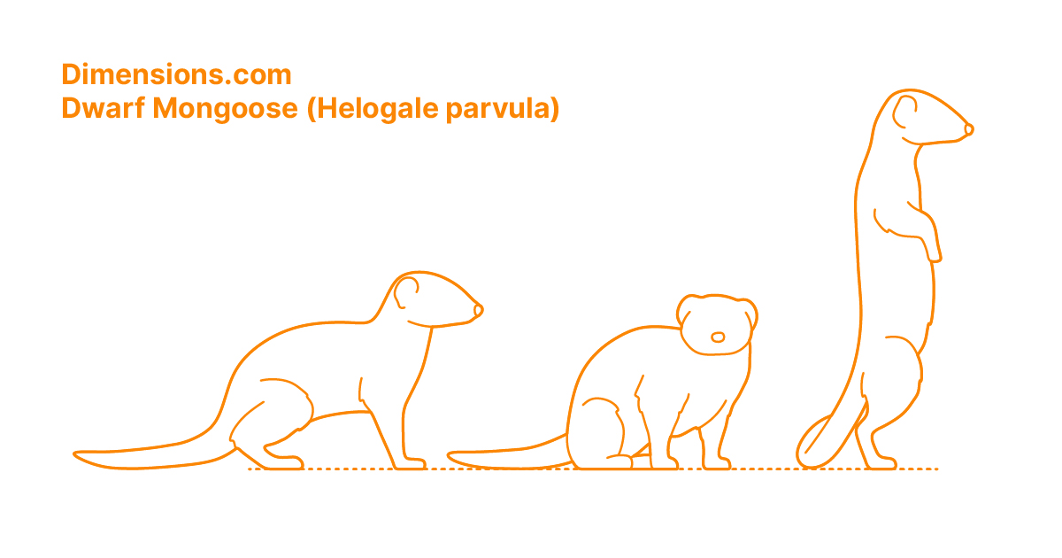 Dwarf Mongoose (Helogale parvula) Dimensions & Drawings | Dimensions.com