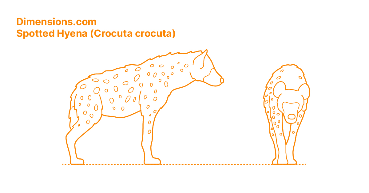 Spotted Hyena (Crocuta crocuta) Dimensions & Drawings | Dimensions.com