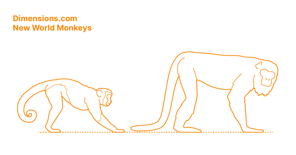 New World Monkeys Dimensions & Drawings | Dimensions.com